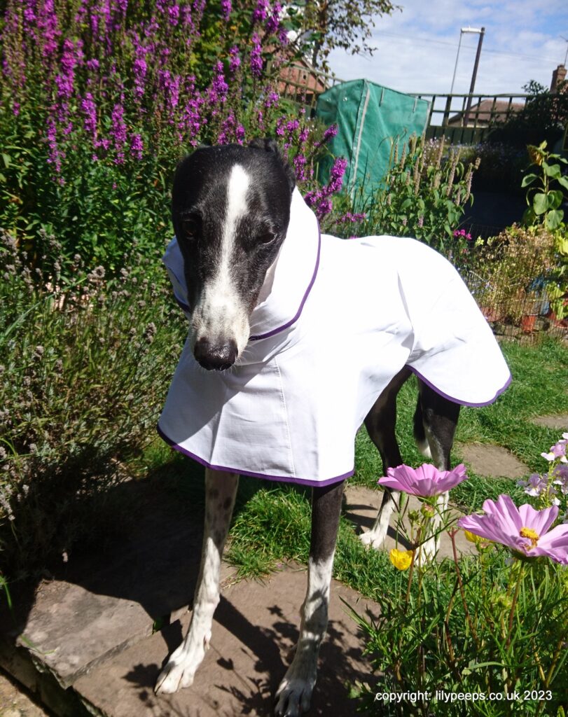 Whippet Summer Coat – Lily Peeps